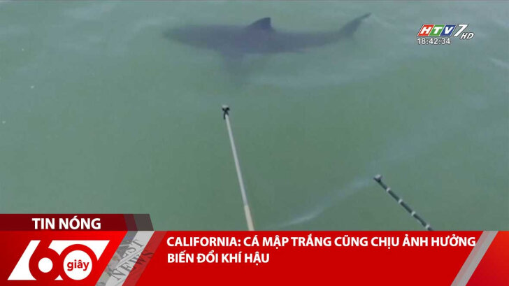 Xem Clip CALIFORNIA: CÁ MẬP TRẮNG CŨNG CHỊU ẢNH HƯỞNG BIẾN ĐỔI KHÍ HẬU ...